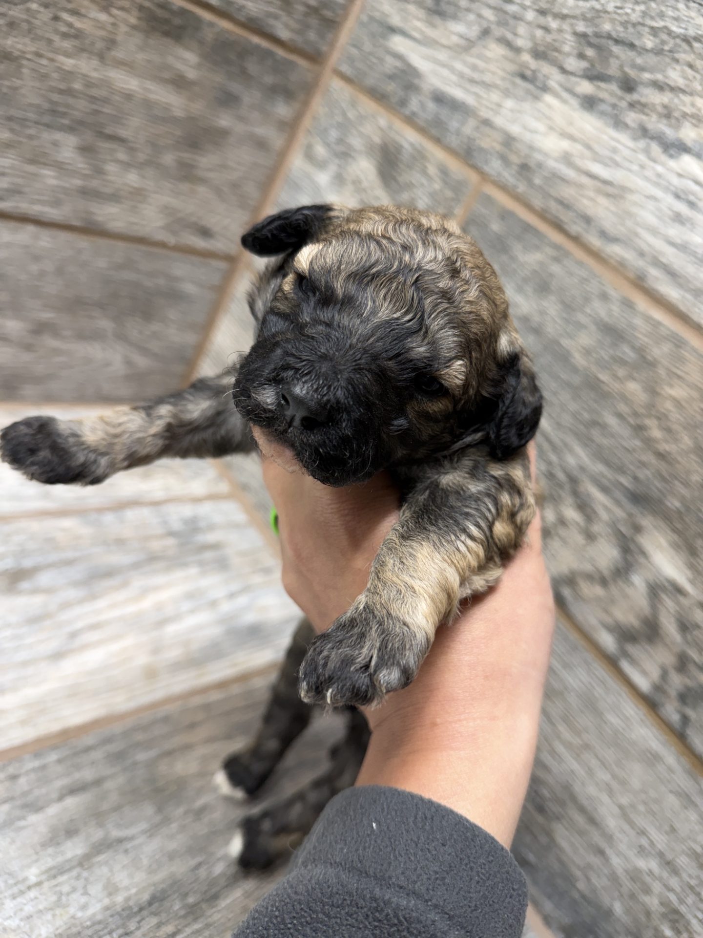 Kimber X Haggard Shepadoodles DOB 5/13/26 Leave Home 7/15/26 - Double R ...