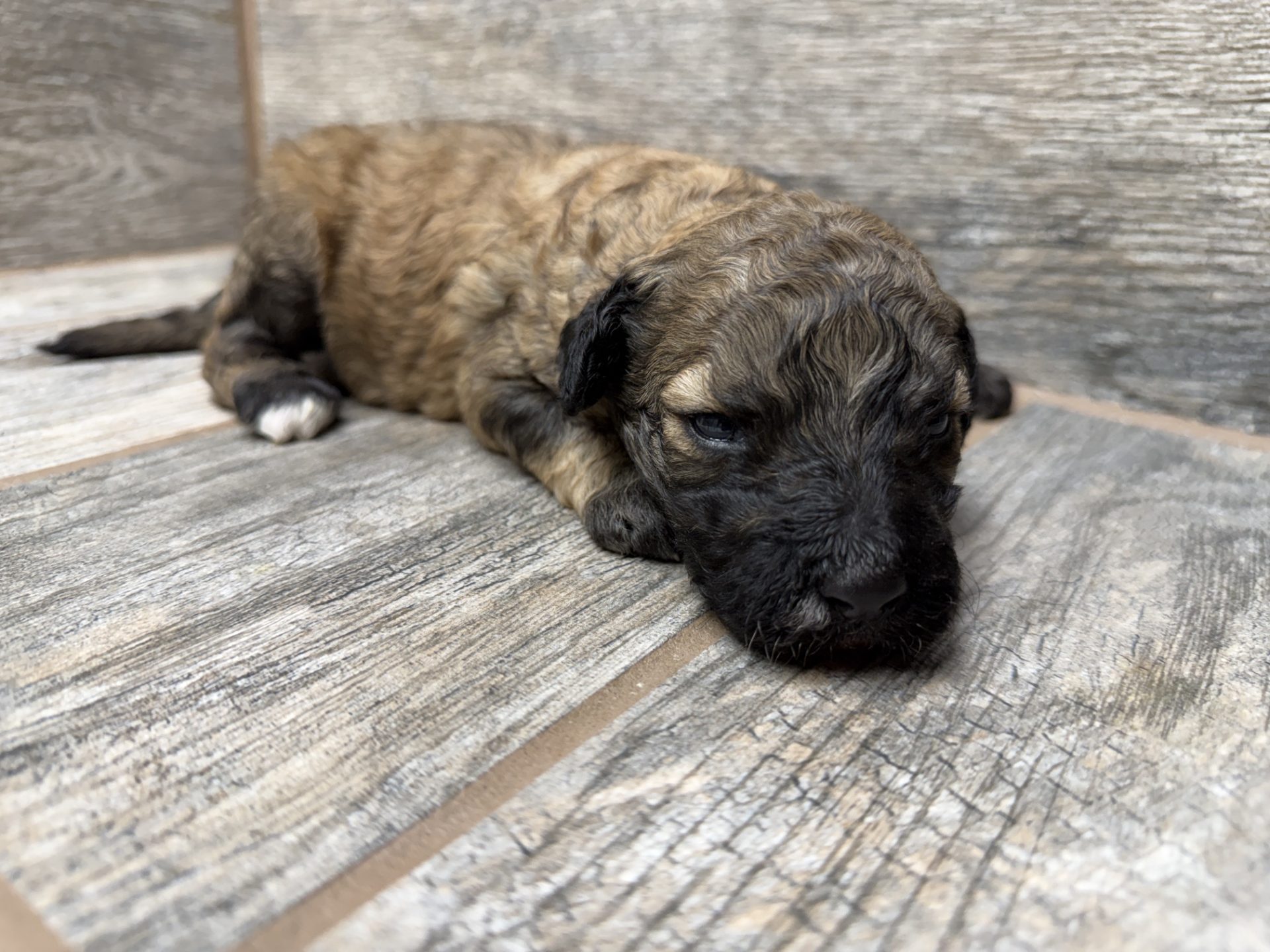 Kimber X Haggard Shepadoodles DOB 5/13/26 Leave Home 7/15/26 - Double R ...