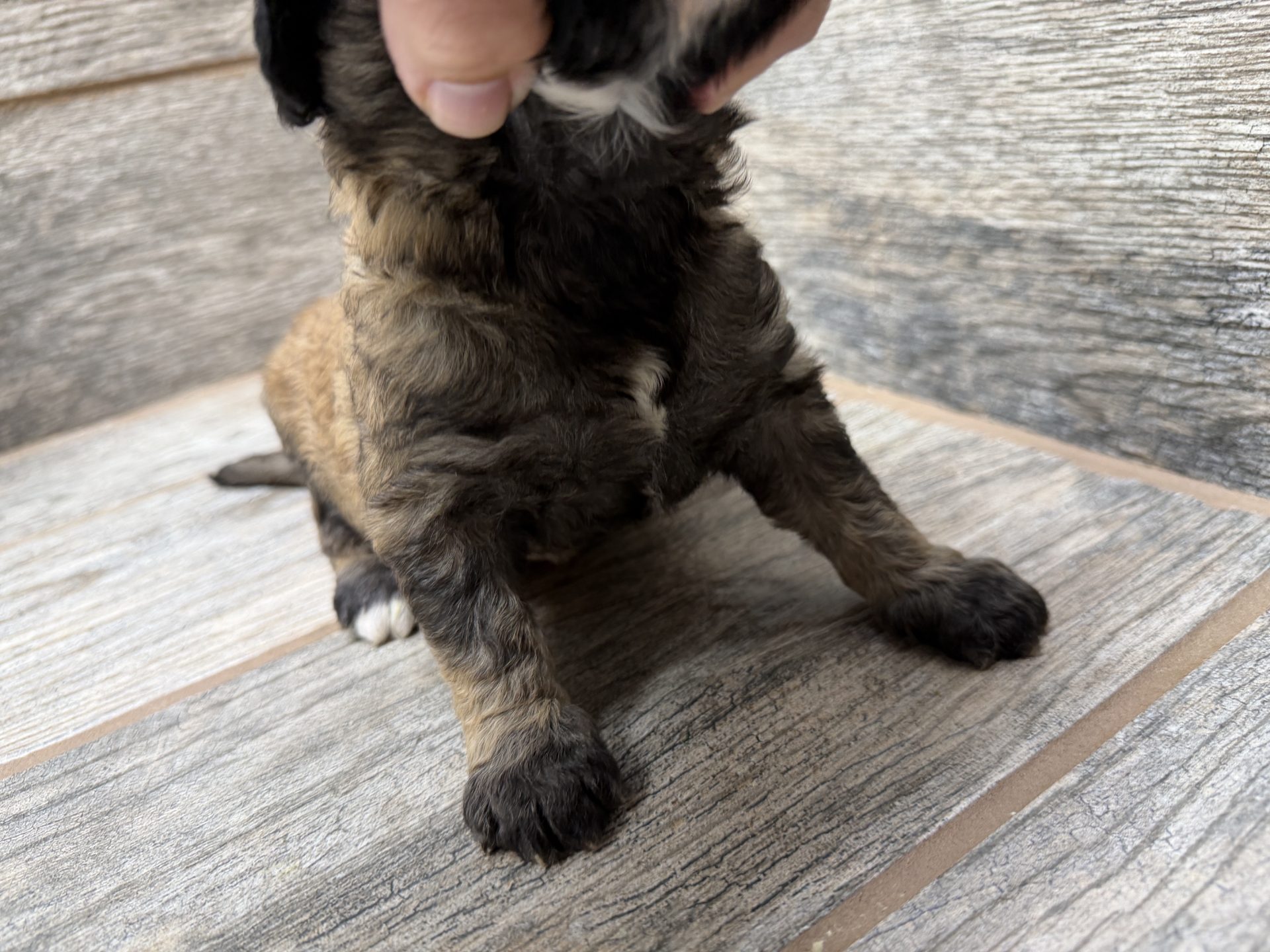 Kimber X Haggard Shepadoodles DOB 5/13/26 Leave Home 7/15/26 - Double R ...