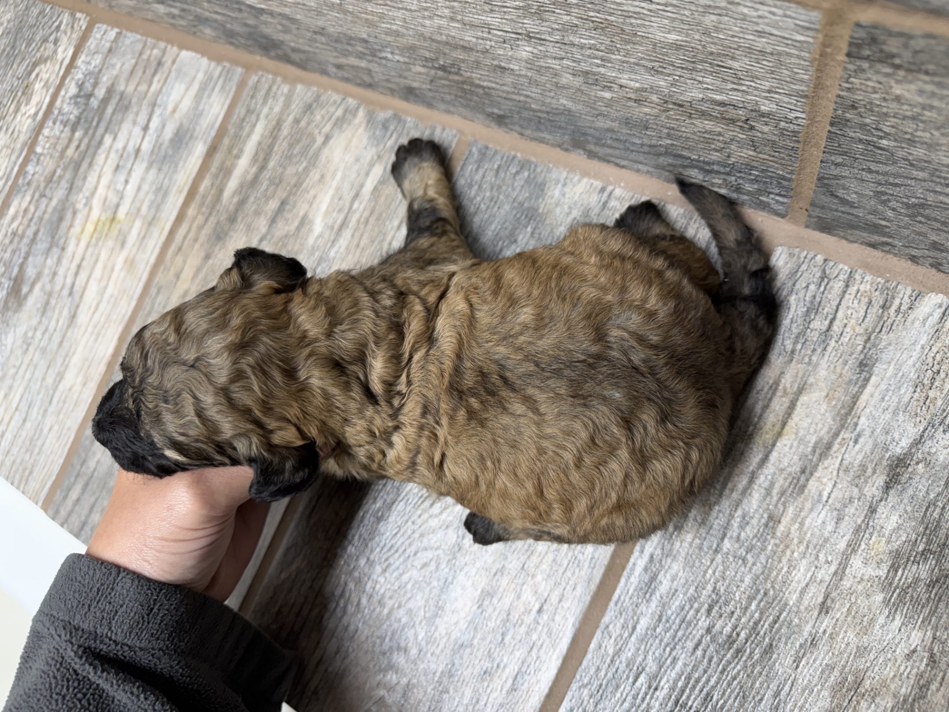 Kimber X Haggard Shepadoodles DOB 5/13/26 Leave Home 7/15/26 - Double R ...