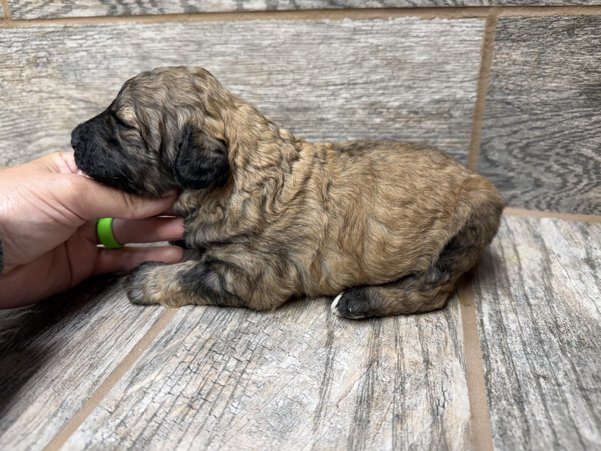 Kimber X Haggard Shepadoodles DOB 5/13/26 Leave Home 7/15/26 - Double R ...