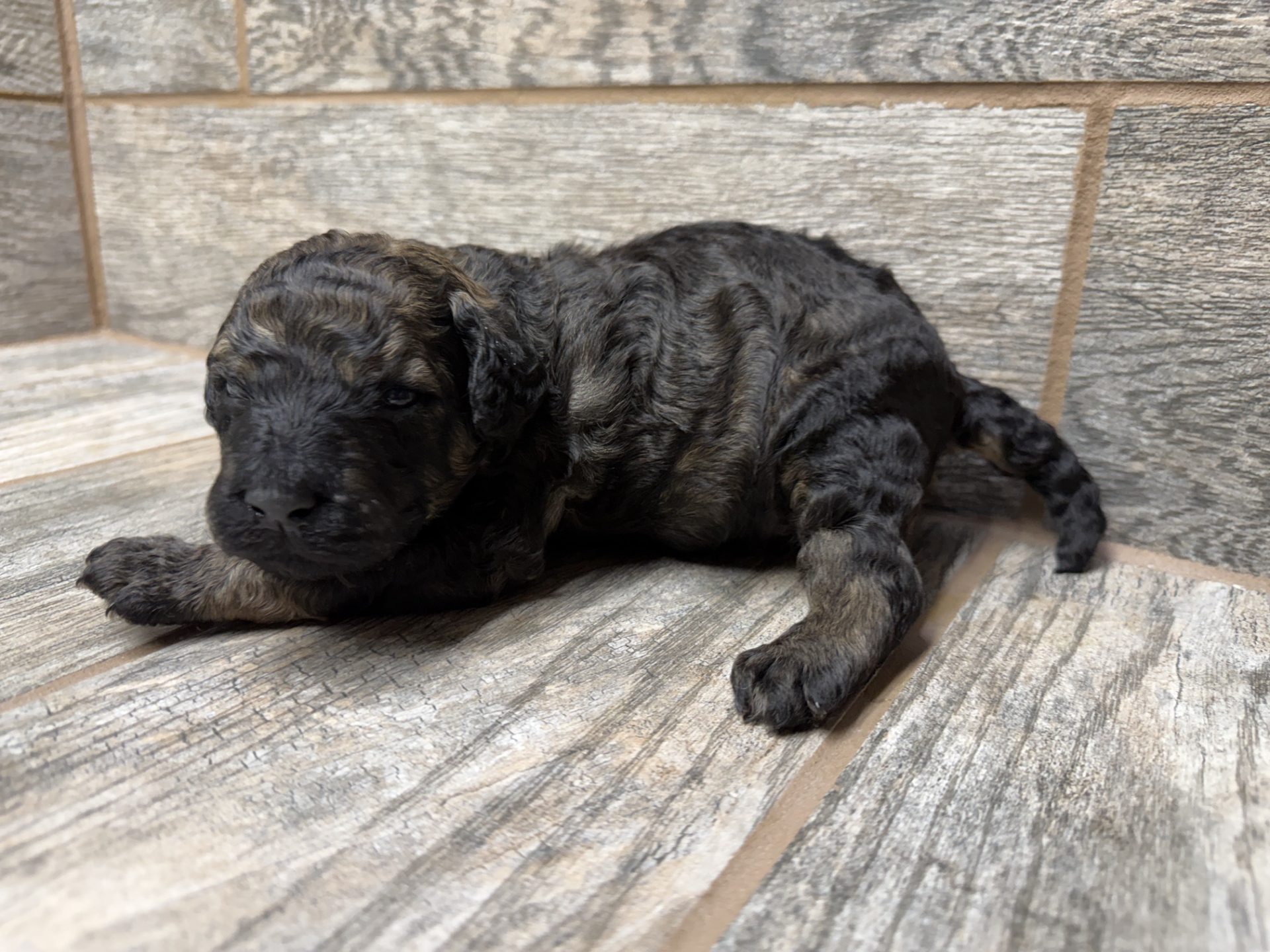 Kimber X Haggard Shepadoodles DOB 5/13/26 Leave Home 7/15/26 - Double R ...