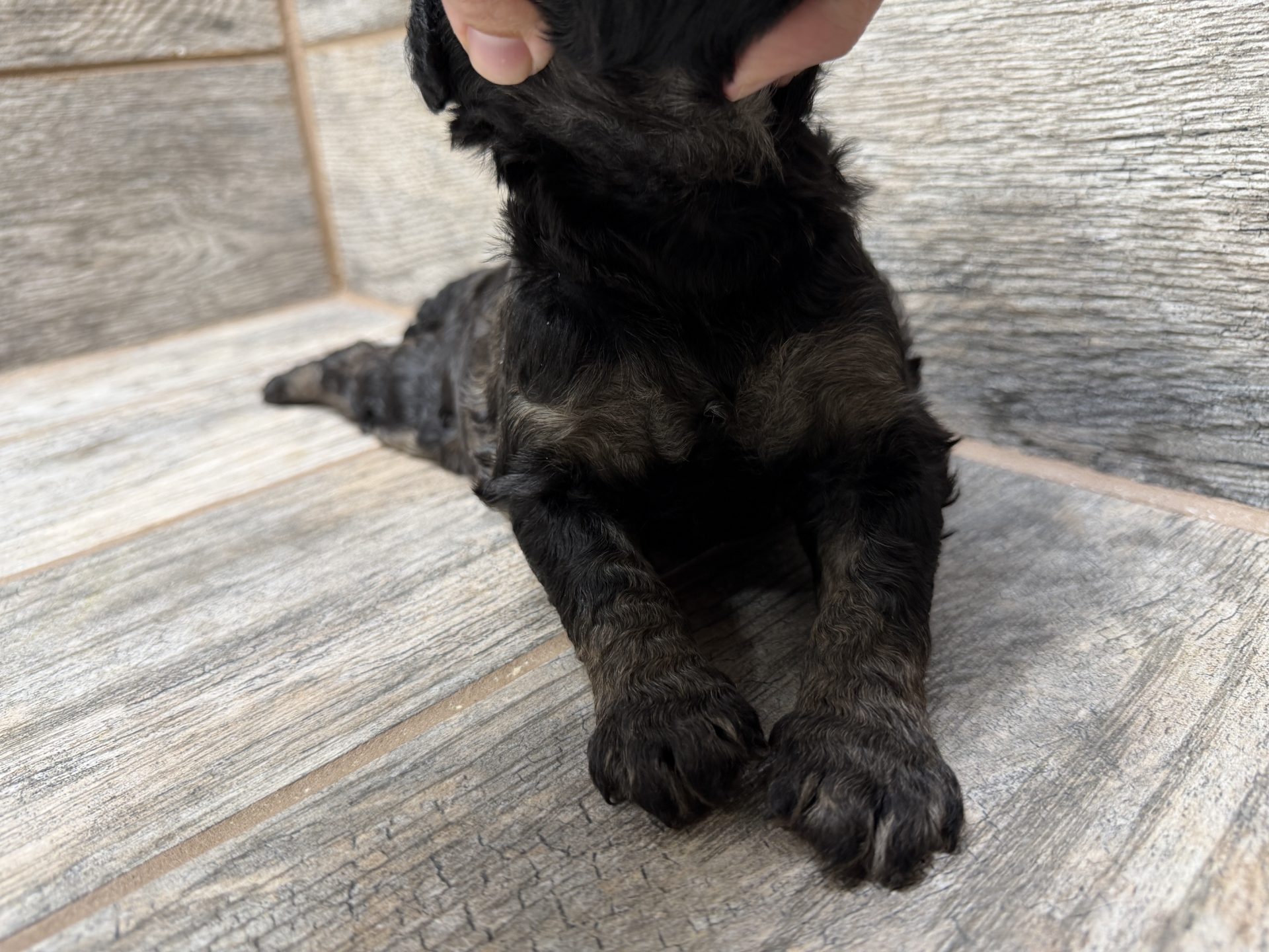 Kimber X Haggard Shepadoodles DOB 5/13/26 Leave Home 7/15/26 - Double R ...