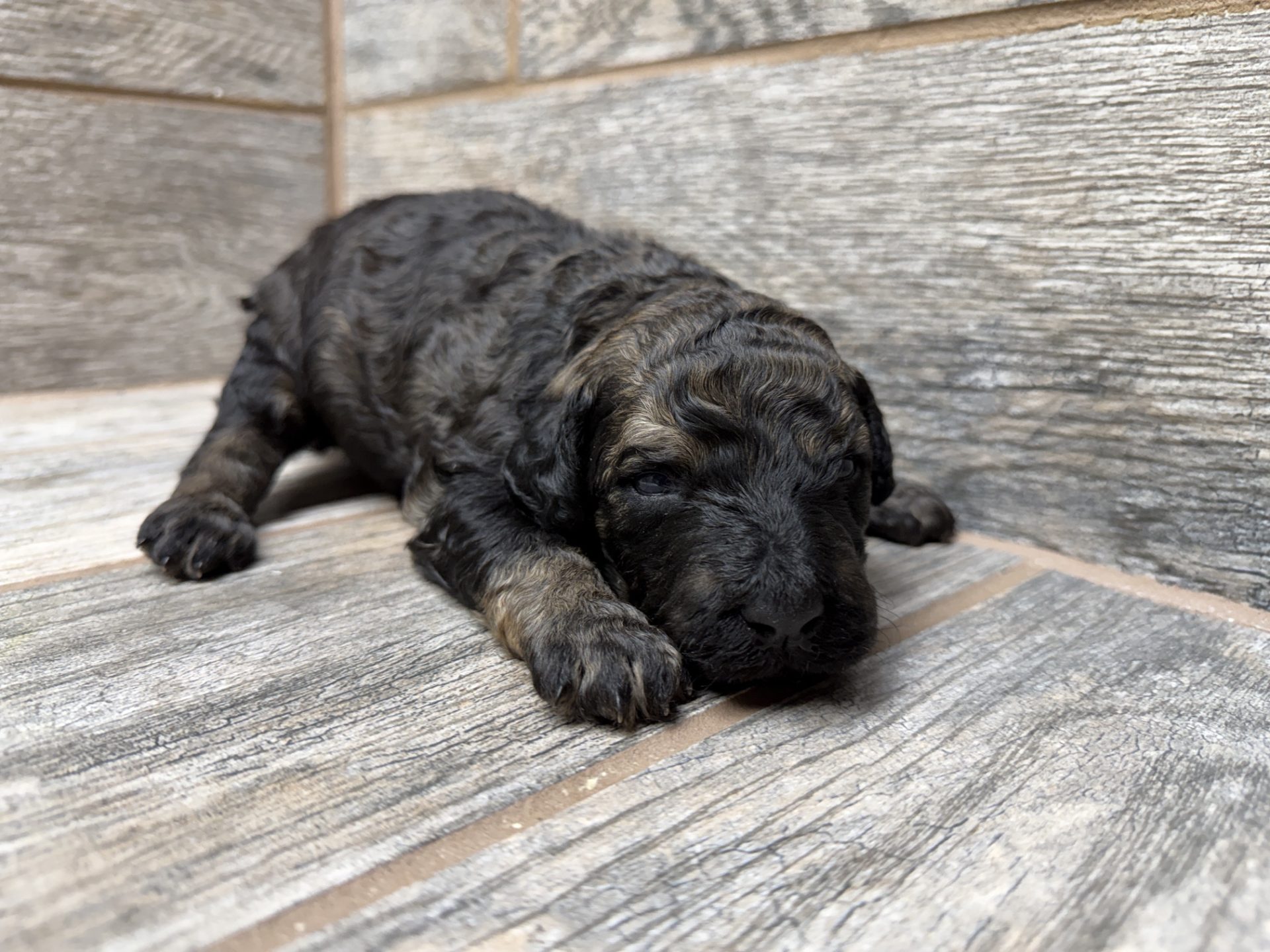 Kimber X Haggard Shepadoodles DOB 5/13/26 Leave Home 7/15/26 - Double R ...