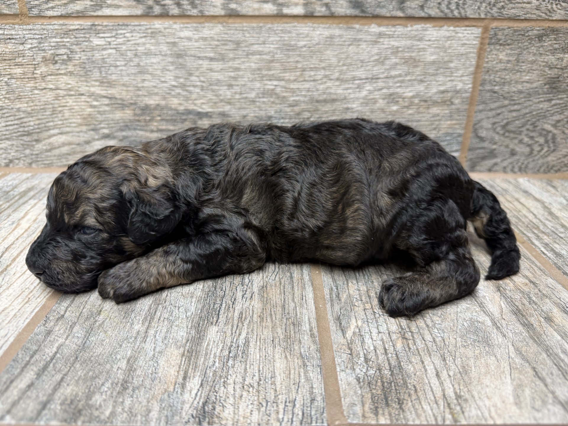 Kimber X Haggard Shepadoodles DOB 5/13/26 Leave Home 7/15/26 - Double R ...