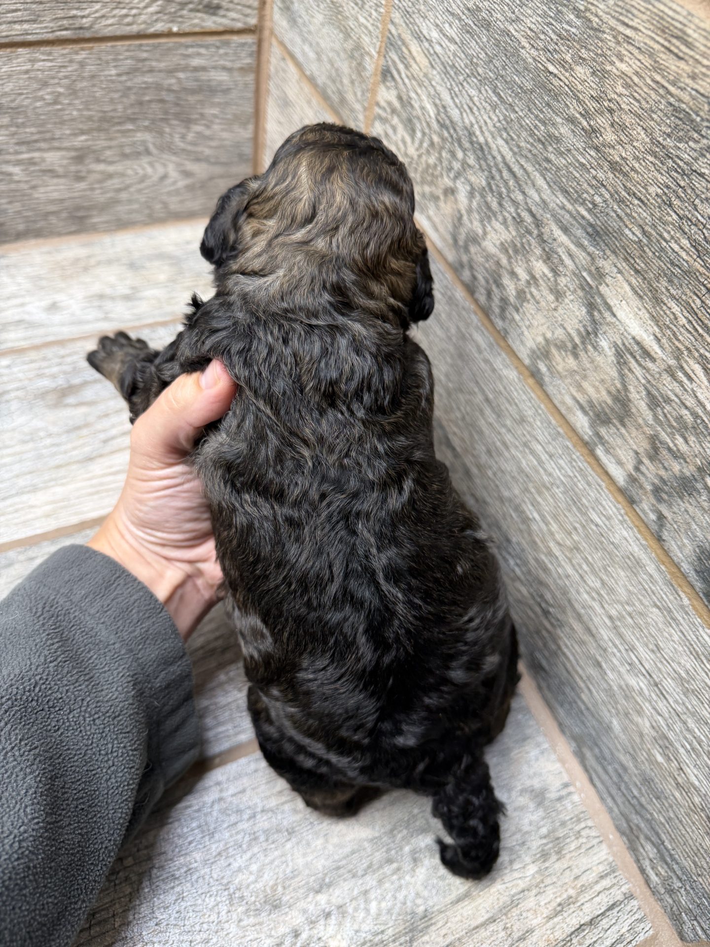 Kimber X Haggard Shepadoodles DOB 5/13/26 Leave Home 7/15/26 - Double R ...